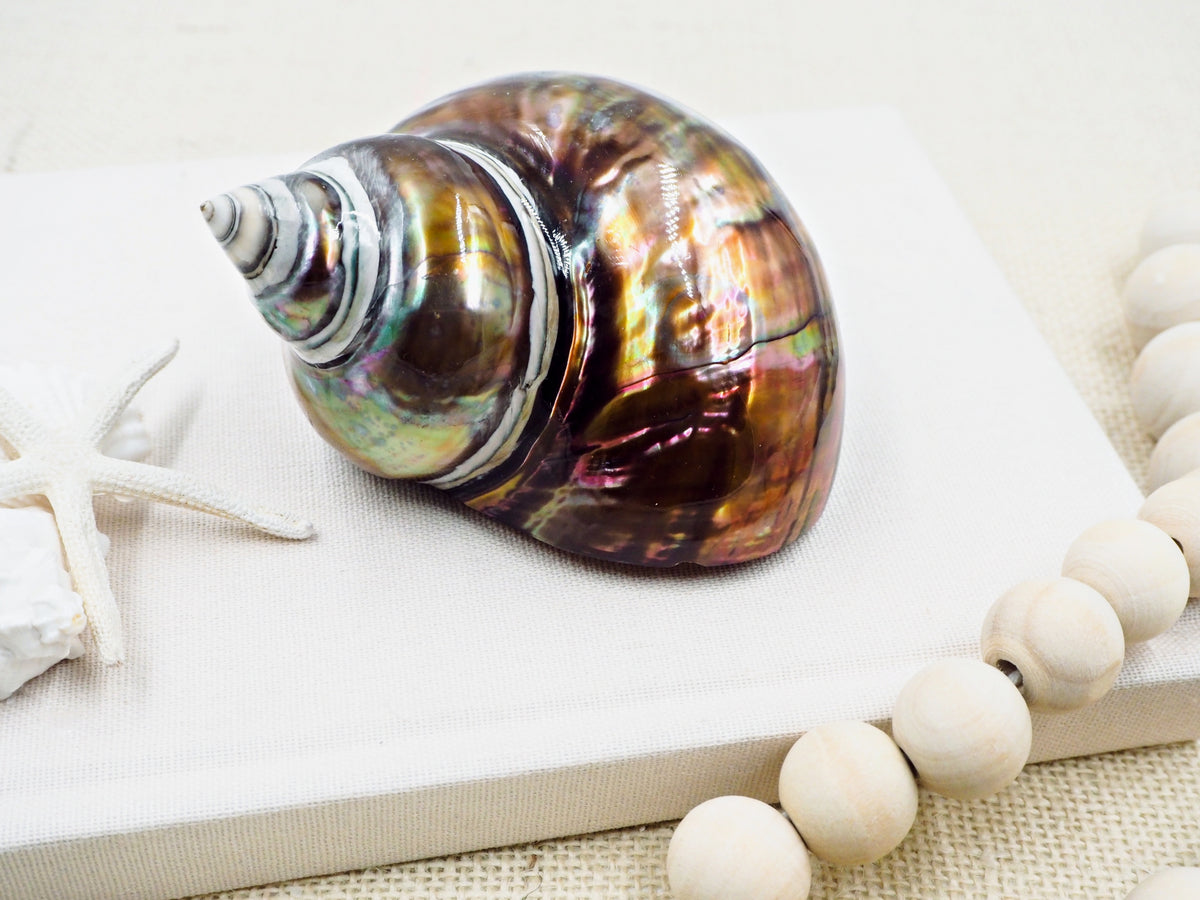 Pearled Copper Turbo Seashell – Peek A Blue