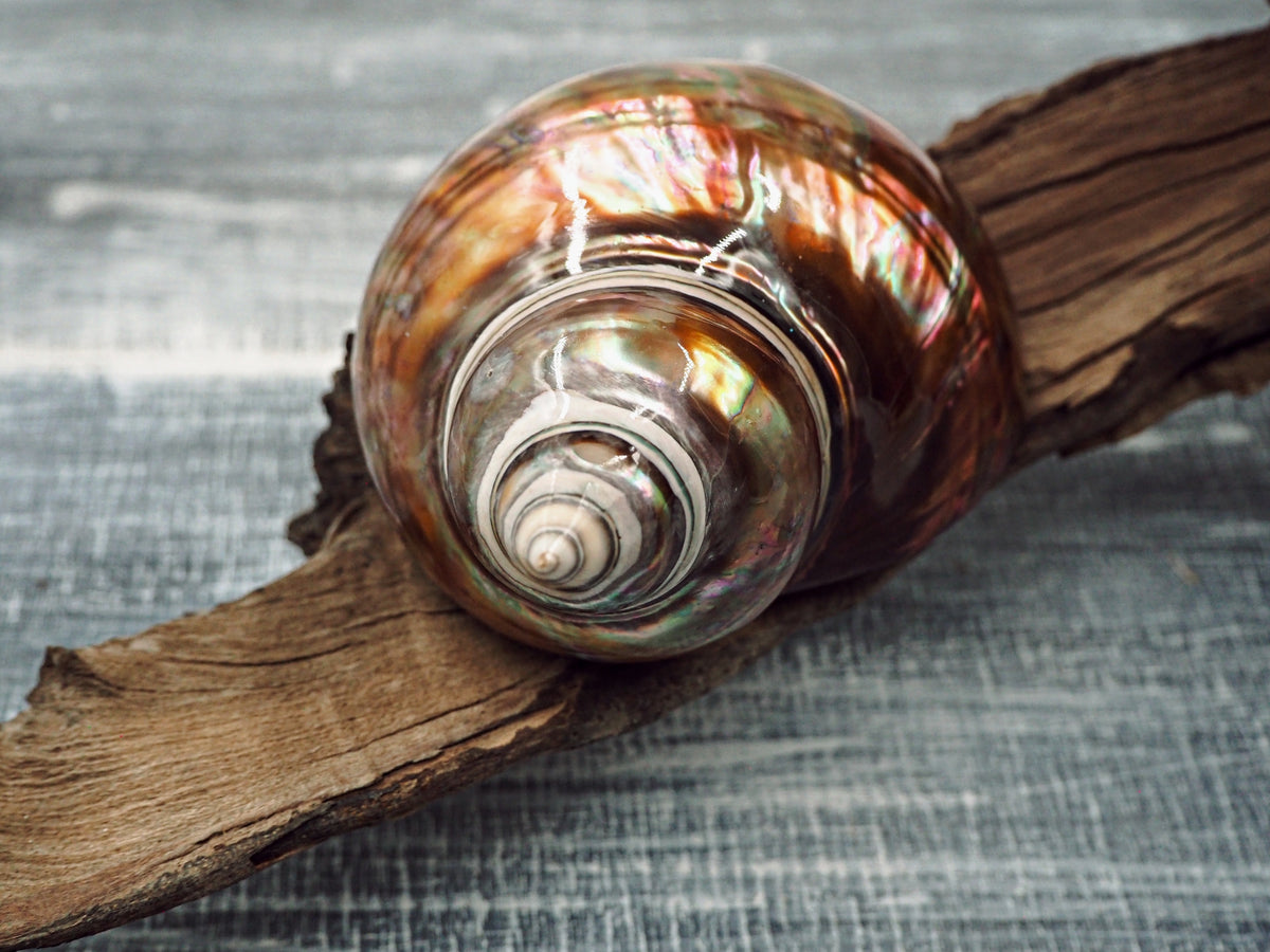 Pearled Copper Turbo Seashell – Peek A Blue
