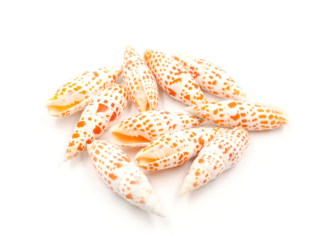 Mitra Mitra Orange and White Spotty Shells – Peek A Blue
