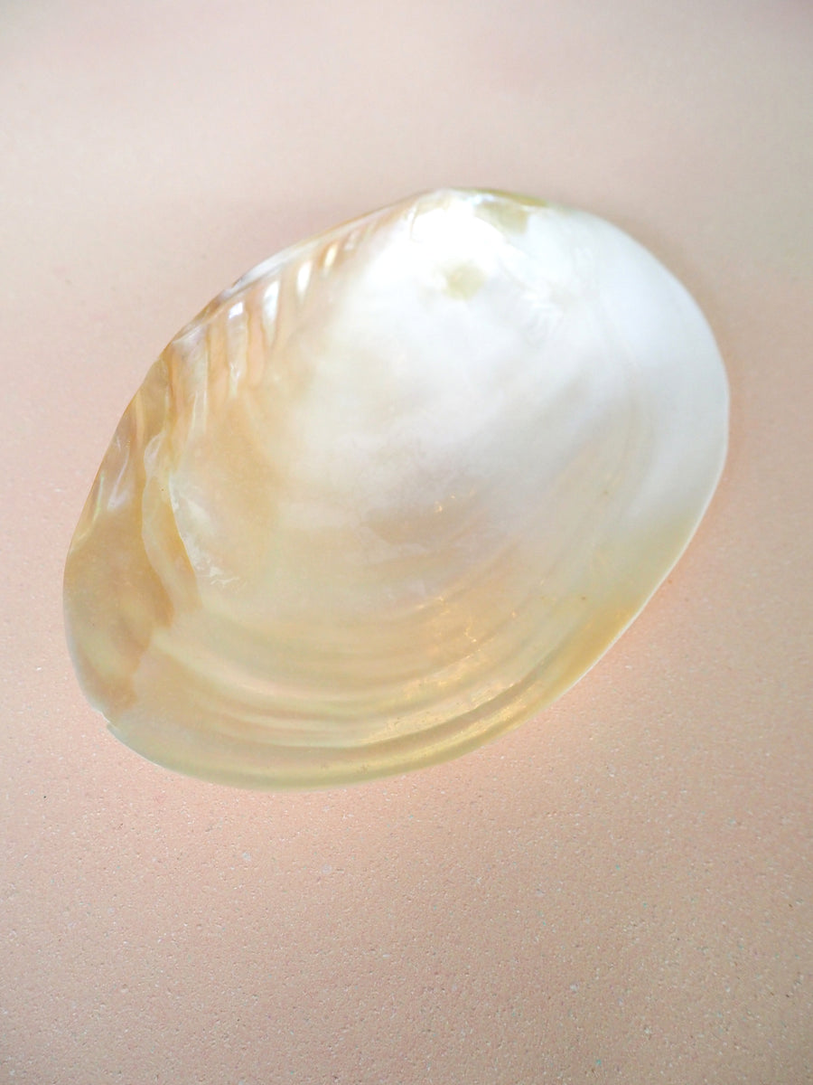 Giant Pearly White Mussel Seashells – Peek A Blue