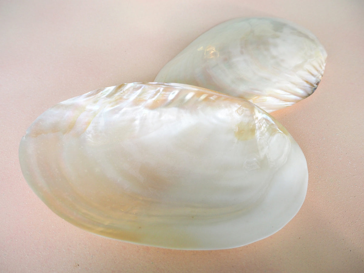 Giant Pearly White Mussel Seashells – Peek A Blue