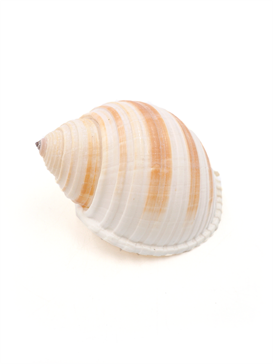 Tan Spotted Tonna Seashell – Peek A Blue