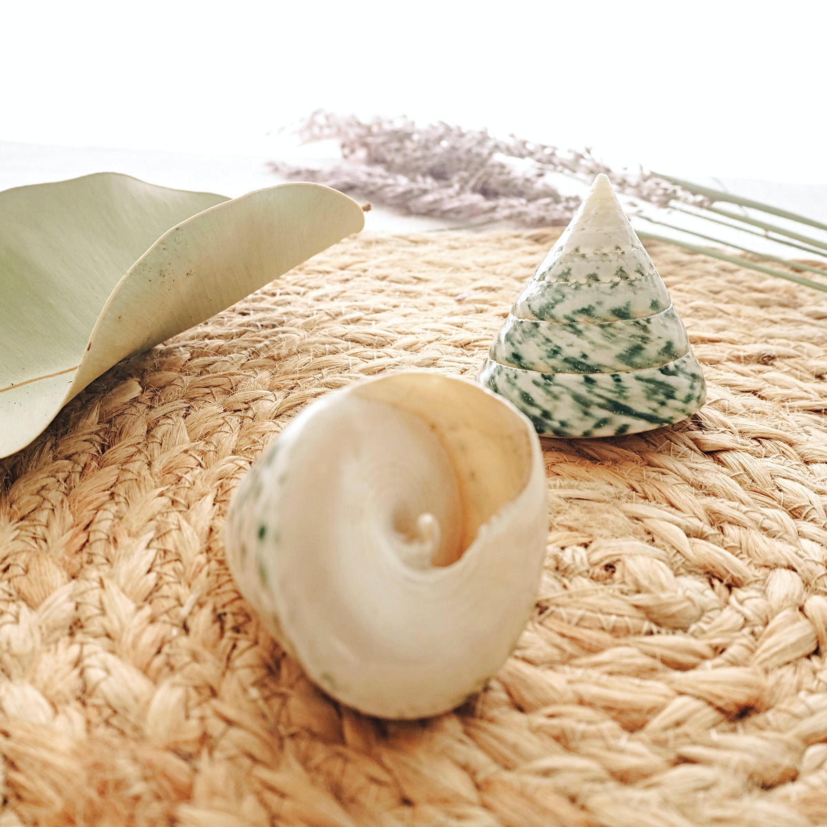 Polished Jade Green Trochus Seashell – Peek A Blue
