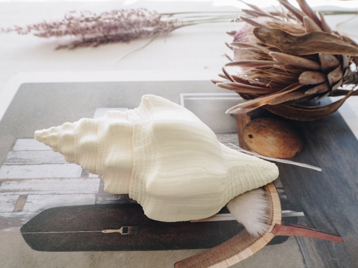White Turbinella Conch Seashell – Peek A Blue
