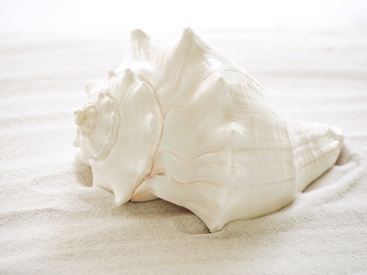 White Heavy Conch Seashell – Peek A Blue