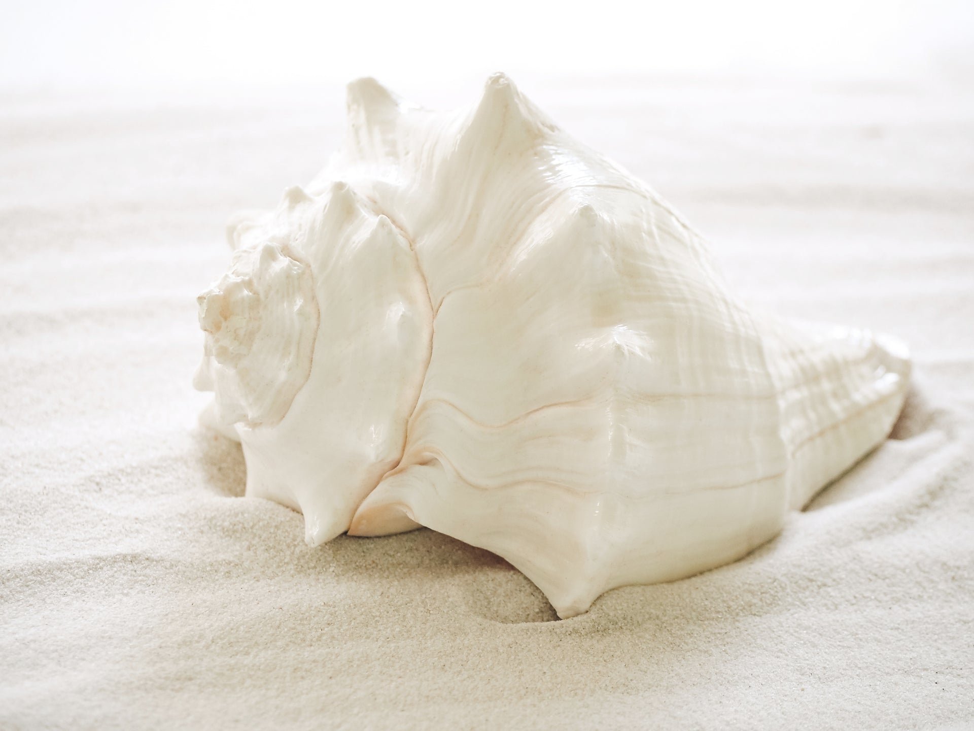 White Heavy Conch Seashell – Peek A Blue