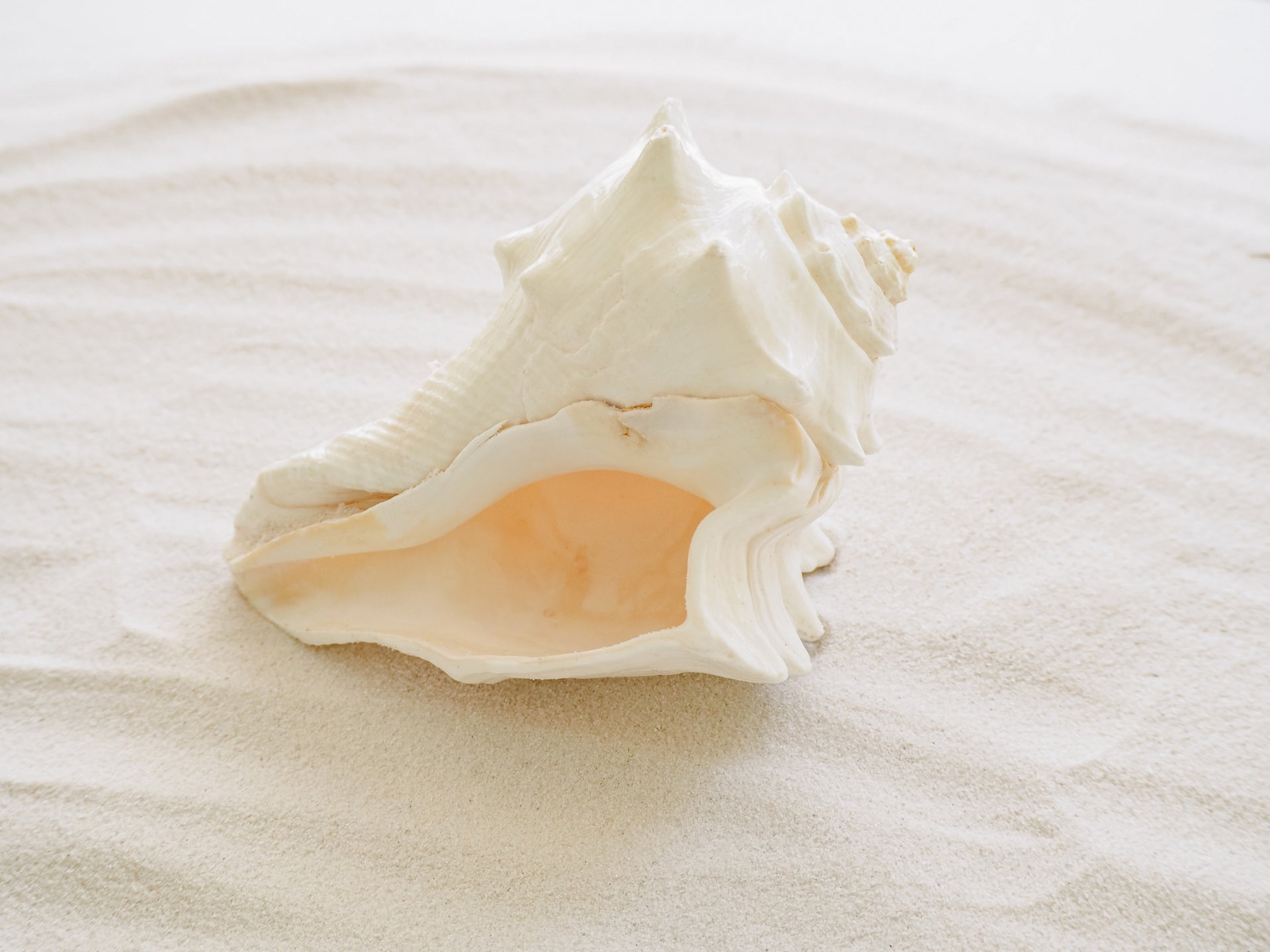 White Heavy Conch Seashell – Peek A Blue