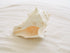 White Heavy Conch Seashell – Peek A Blue