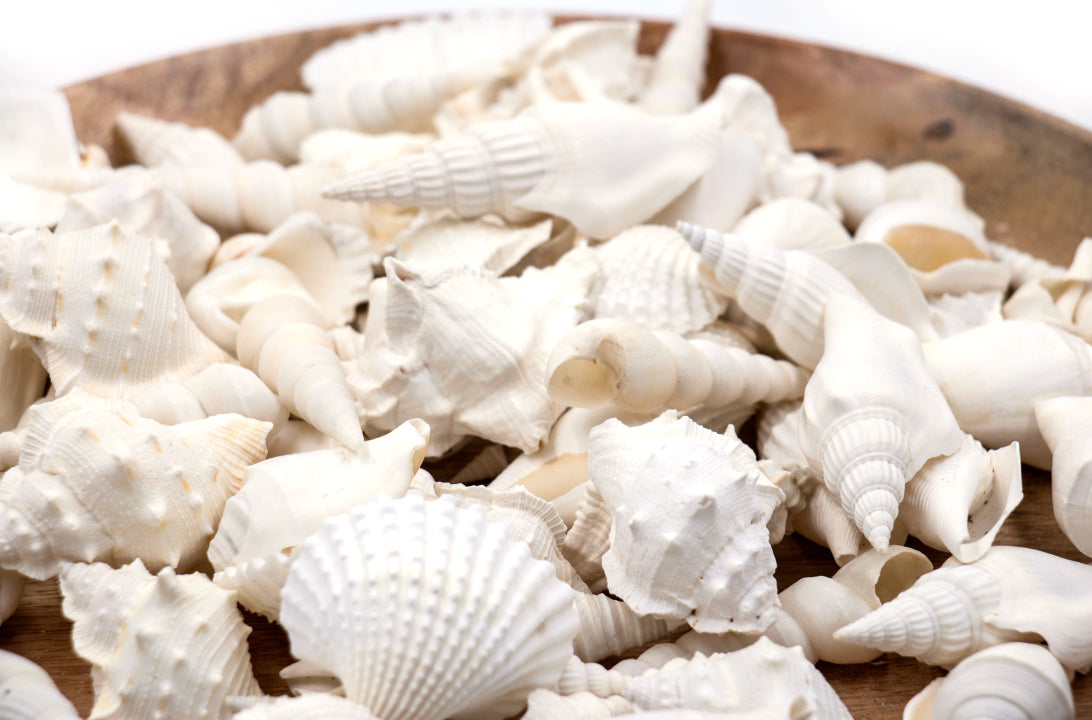 White Premium Seashells Mix - 1 Kg – Peek A Blue
