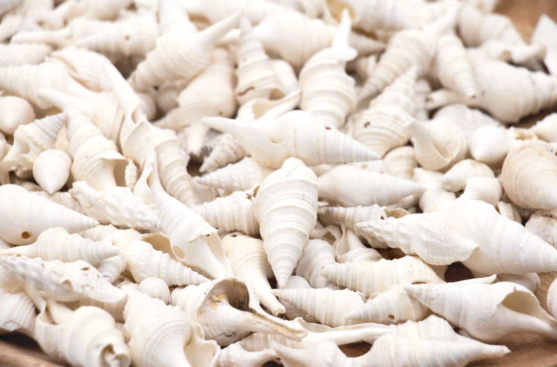White Stromb Seashells - 1 Kg – Peek A Blue