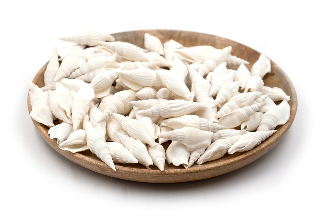 White Stromb Seashells - 1 Kg – Peek A Blue