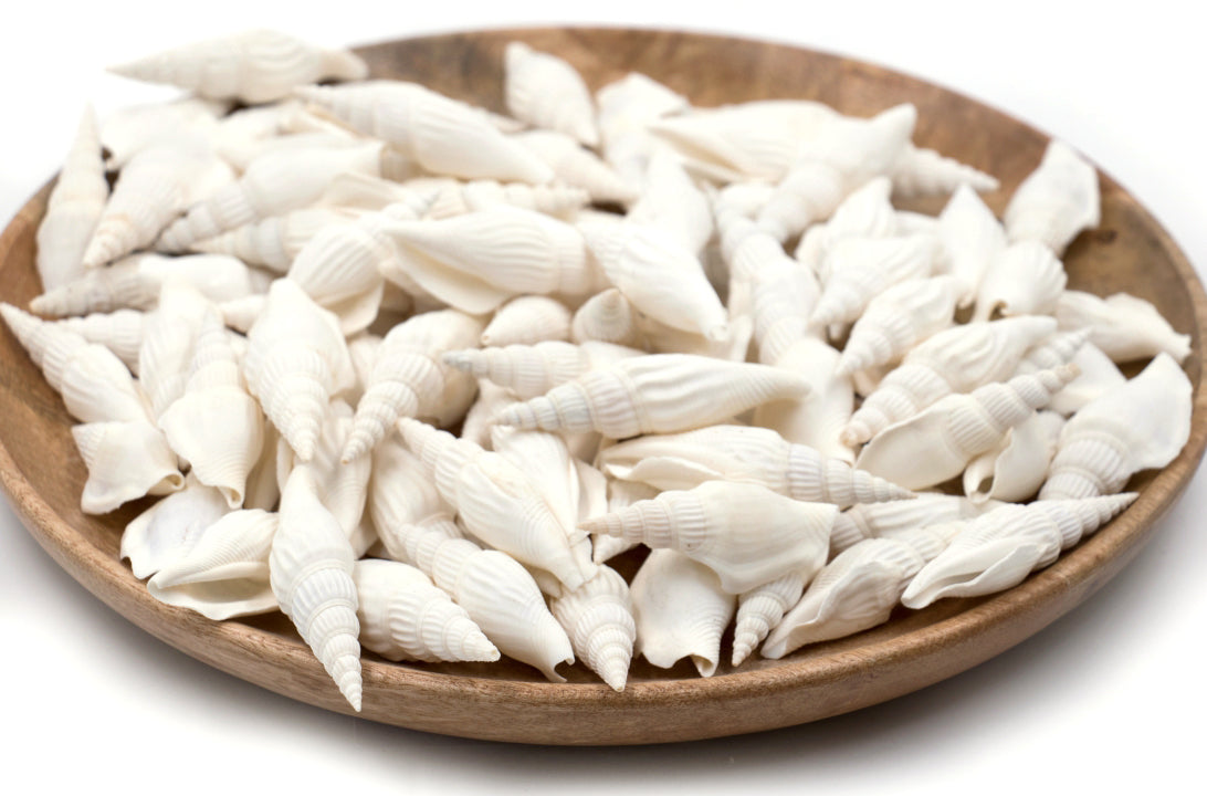 White Stromb Seashells - 1 Kg – Peek A Blue