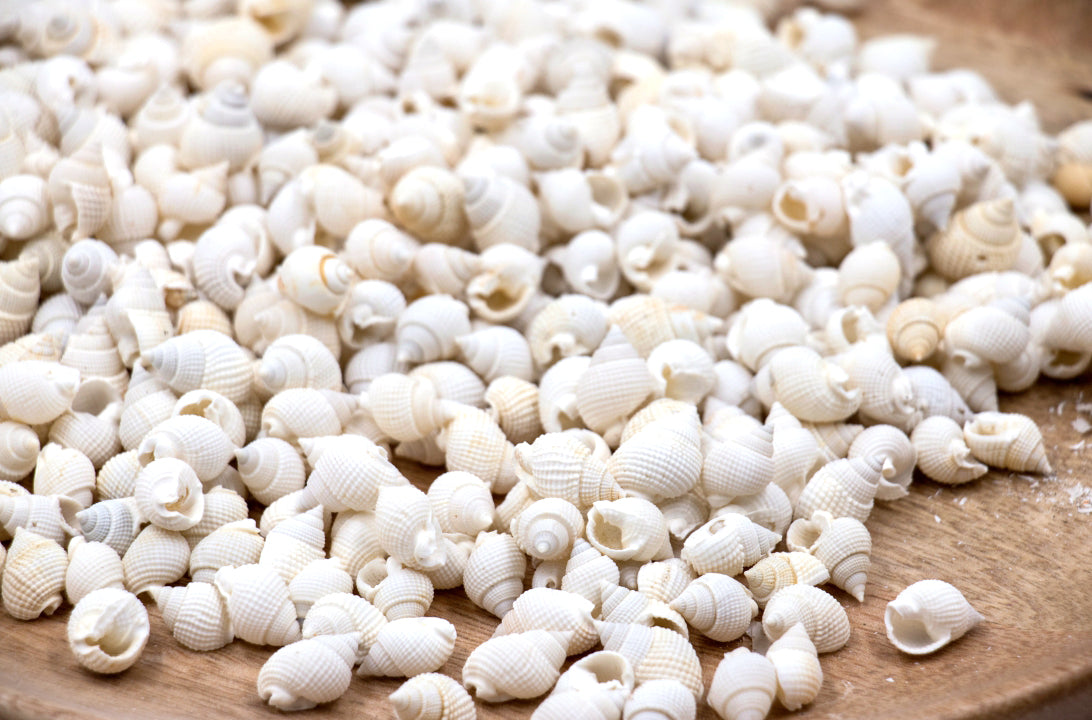 White Tiny Whelk Conch Seashells - 1 Kg – Peek A Blue