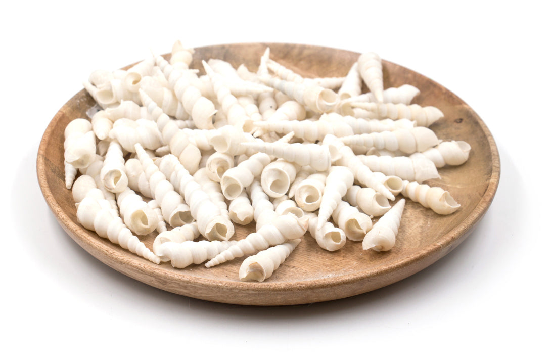 Bulk Shells – Peek A Blue