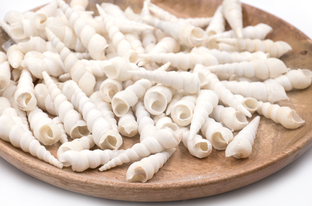 White Turritella Cone Seashell - 1 Kg – Peek A Blue