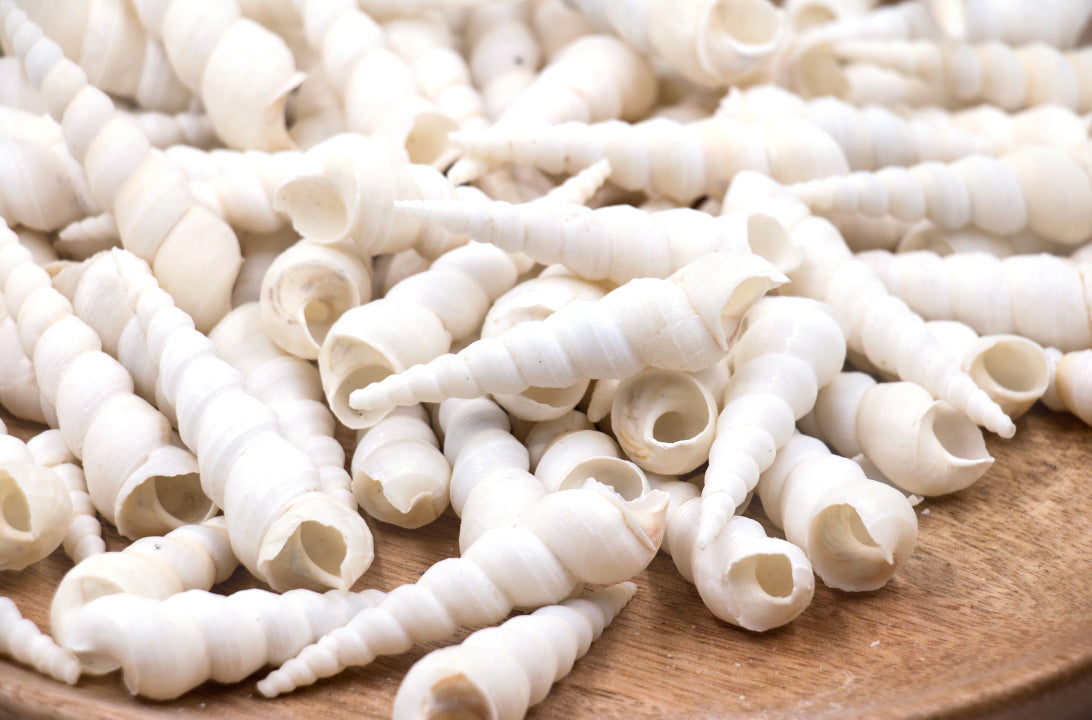 White Turritella Cone Seashell - 1 Kg – Peek A Blue