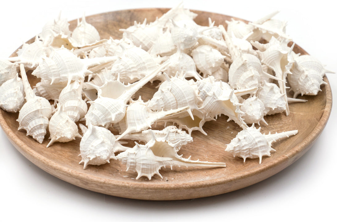 White Spiky-Spine Murex Seashells - 1 Kg – Peek A Blue
