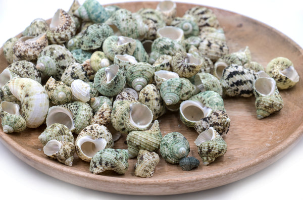 Bulk Shells – Peek A Blue