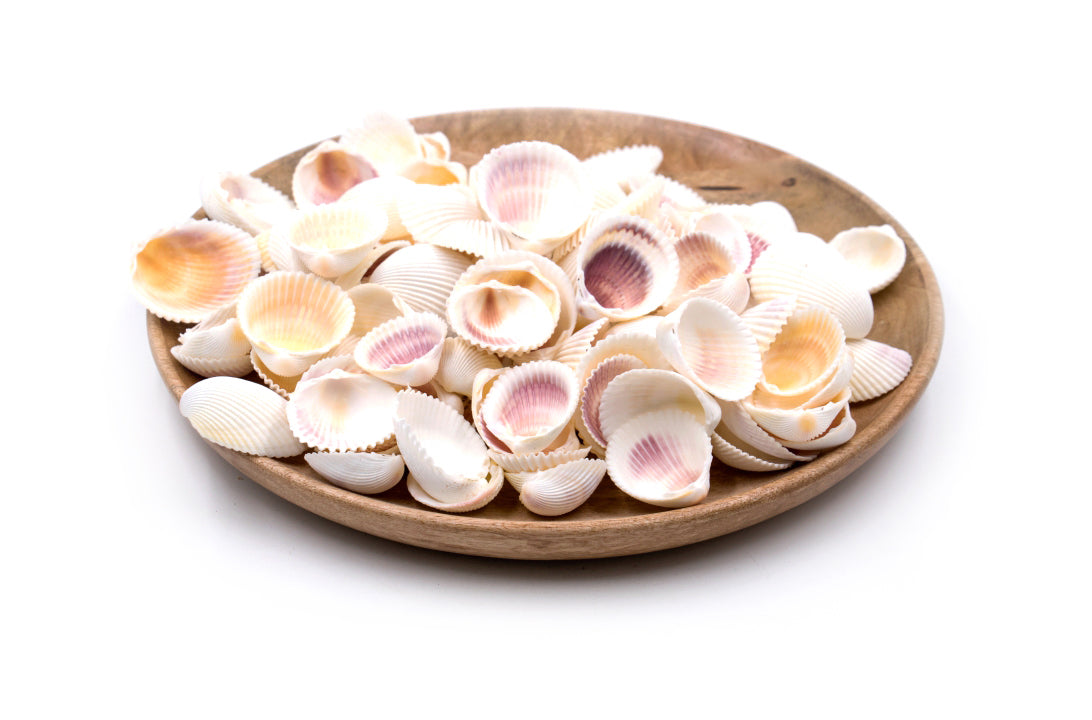Pink and Yellow Cockle Seashells - 1 Kg – Peek A Blue