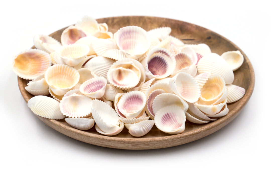 Pink and Yellow Cockle Seashells - 1 Kg – Peek A Blue