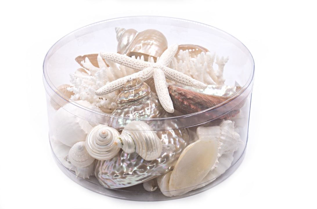 Premium Coral and Seashell Pack - Pearl Champagne – Peek A Blue
