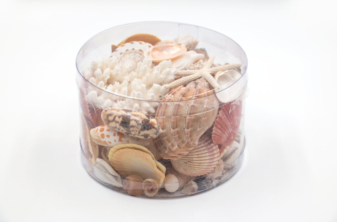 Premium Coral and Seashell Pack - Peaches and Cream – Peek A Blue