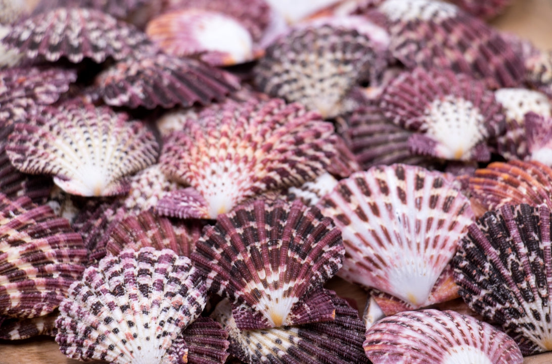 Magent, Pink and White Scallop Seashells - Pack of 20 – Peek A Blue