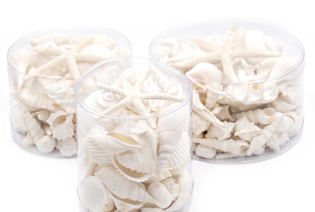 Premium Seashell Pack - White Whisper – Peek A Blue