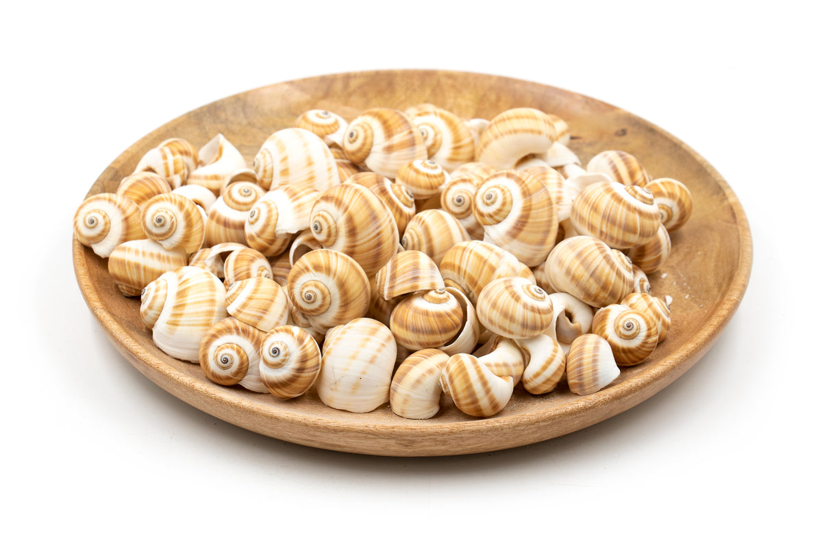 Beige and White Moon Shells - 1 Kg – Peek A Blue