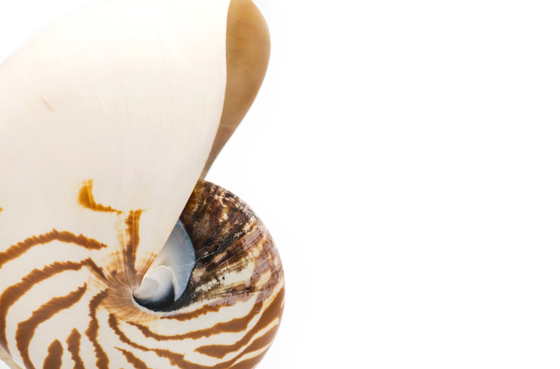 Premium Striped Nautilus Shell - Limited Availability – Peek A Blue