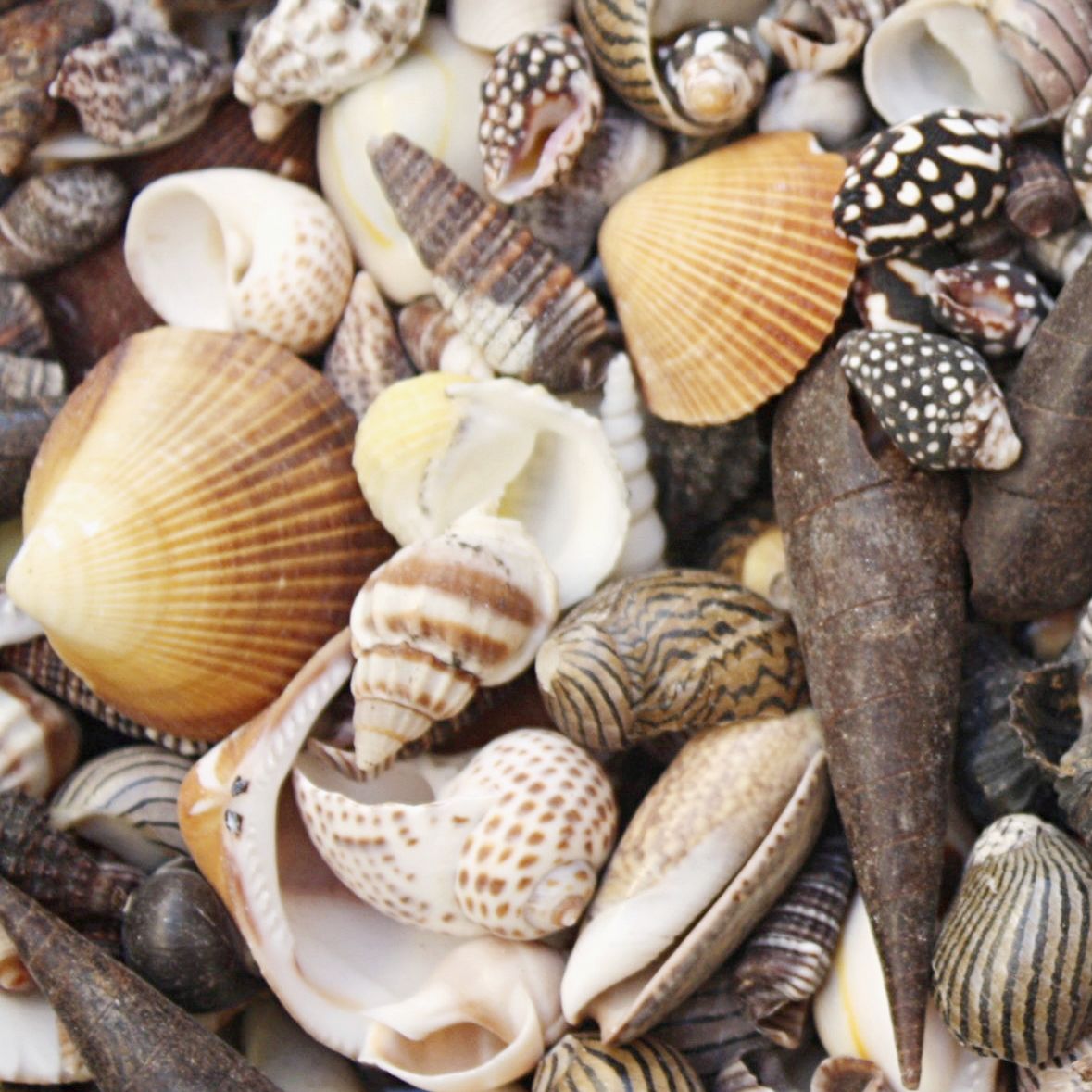 Cream Beige White and Tan Seashell Mix - 1 Kg – Peek A Blue