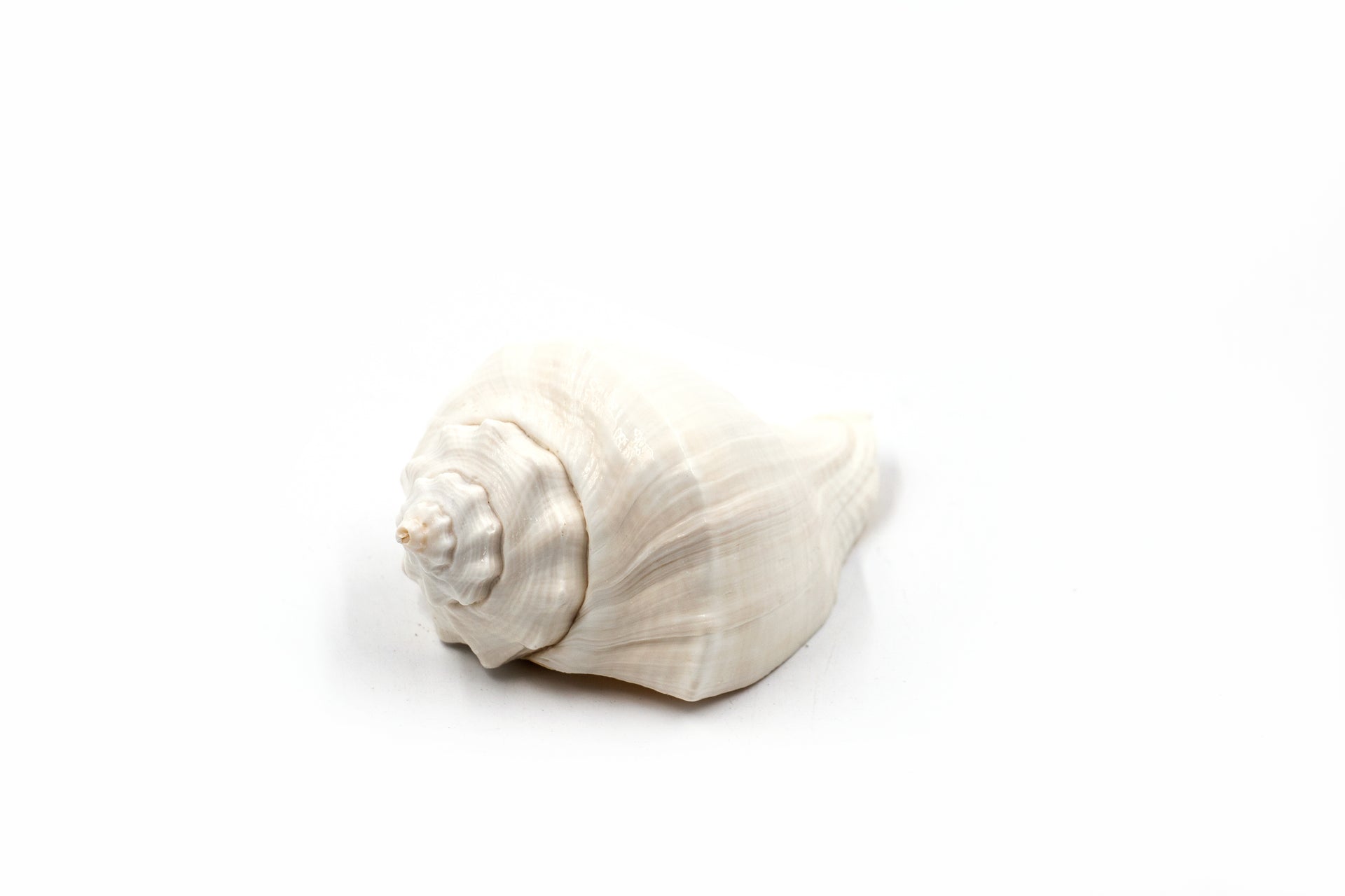 White Heavy Conch Seashell – Peek A Blue