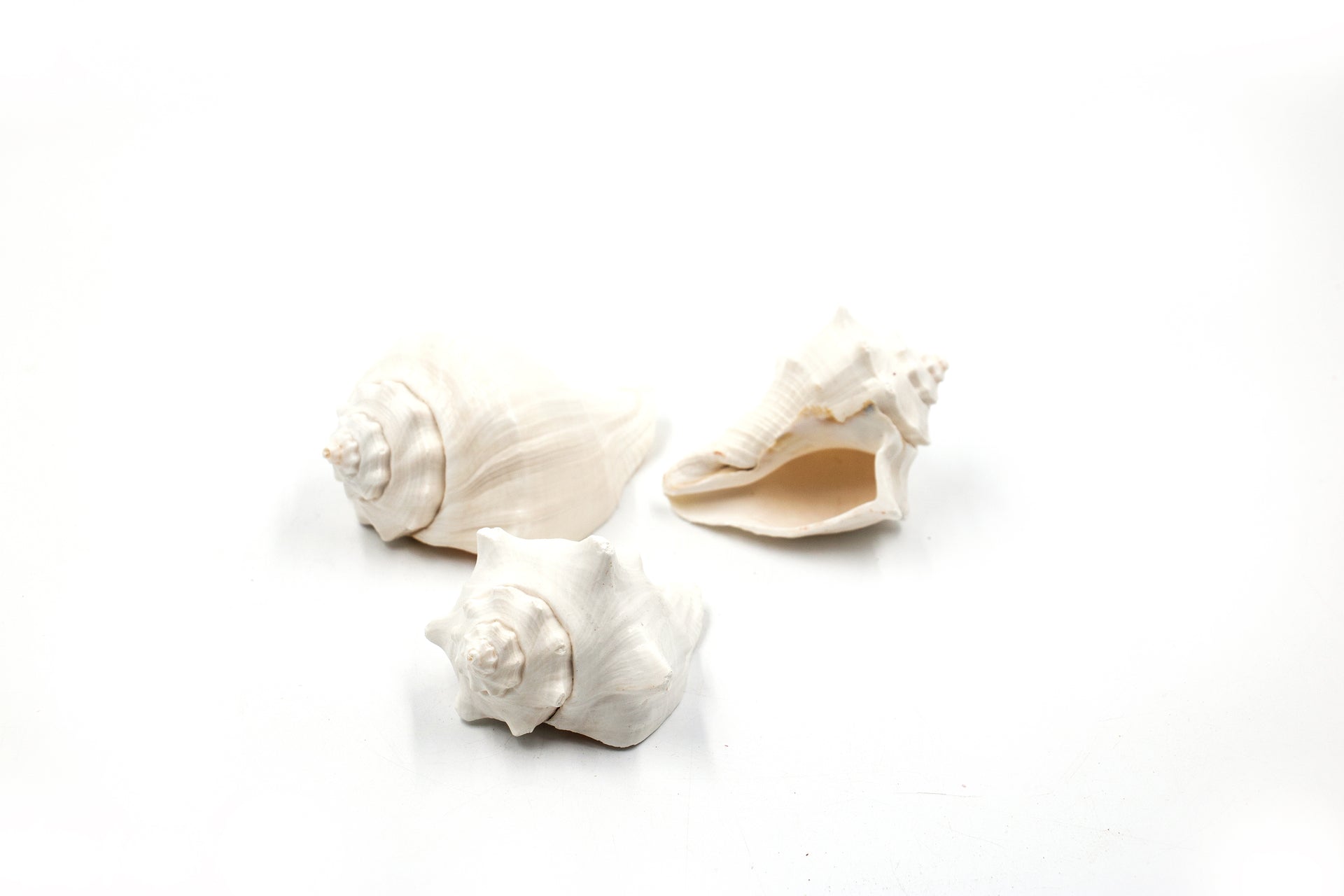 White Heavy Conch Seashell – Peek A Blue