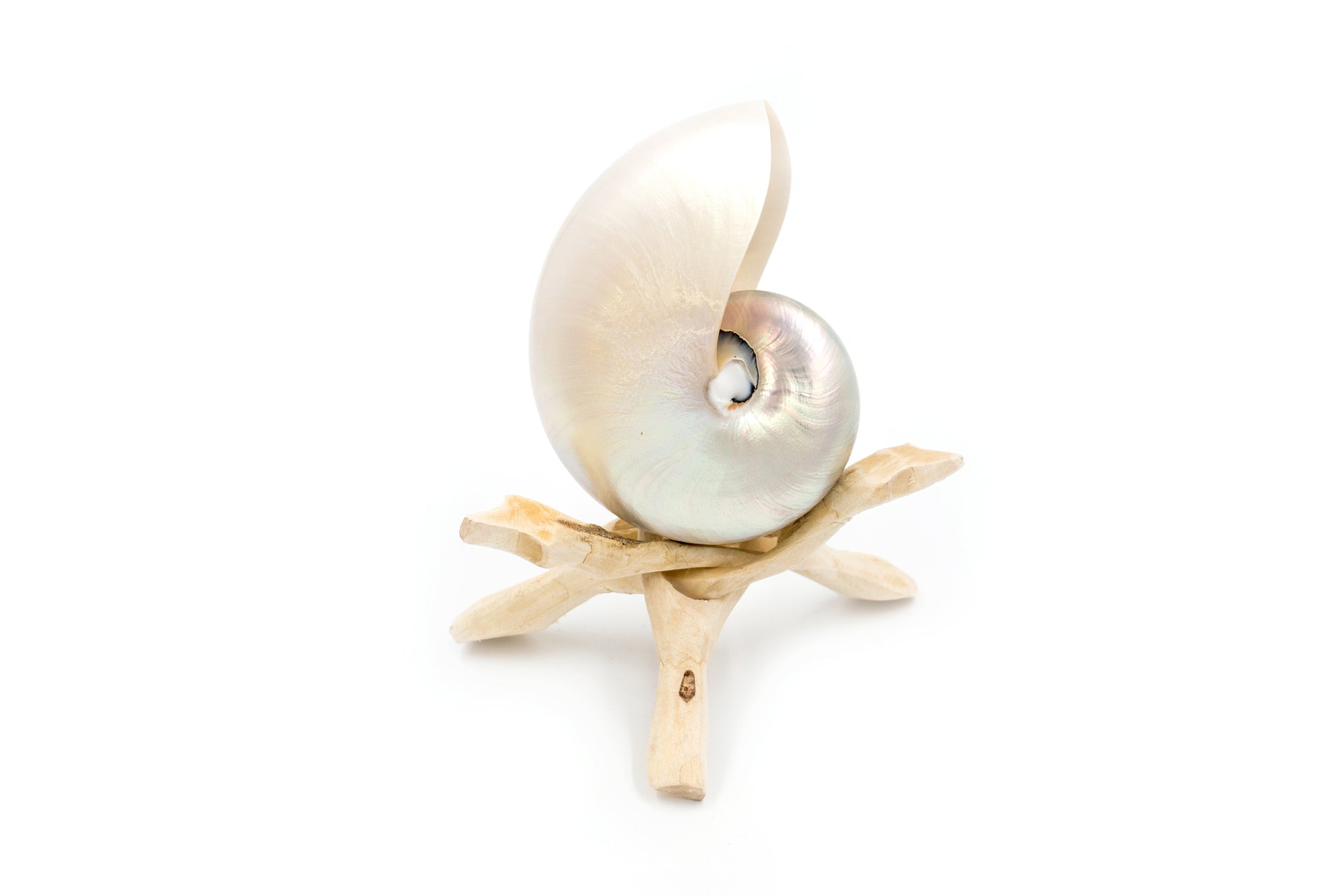 Premium White Pearled Nautilus Shell - Limited Availability – Peek A Blue