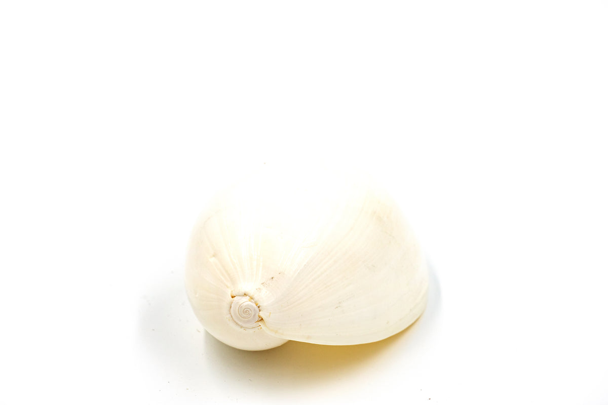 White Melo Baler Seashell – Peek A Blue