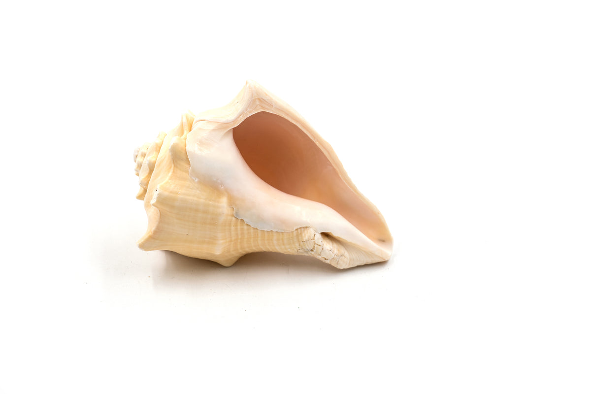 Beige Heavy Conch Seashell – Peek A Blue