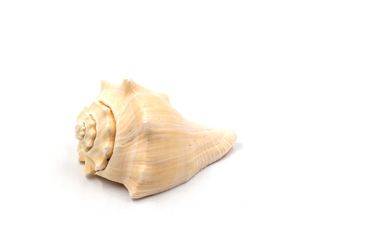 Beige Heavy Conch Seashell – Peek A Blue