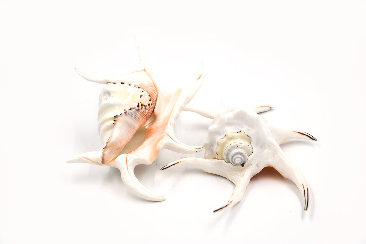 Polished White Spider Shell – Peek A Blue