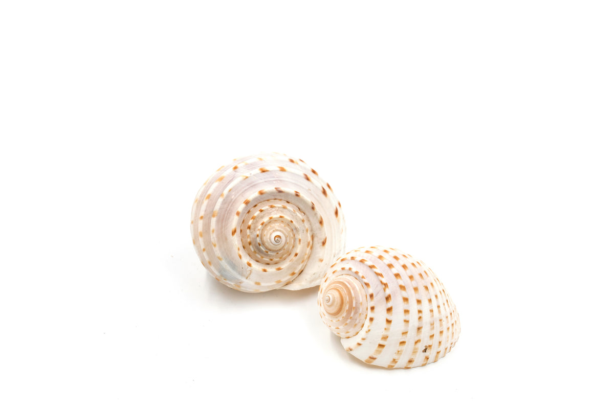 Tan Spotted Tonna Seashell – Peek A Blue