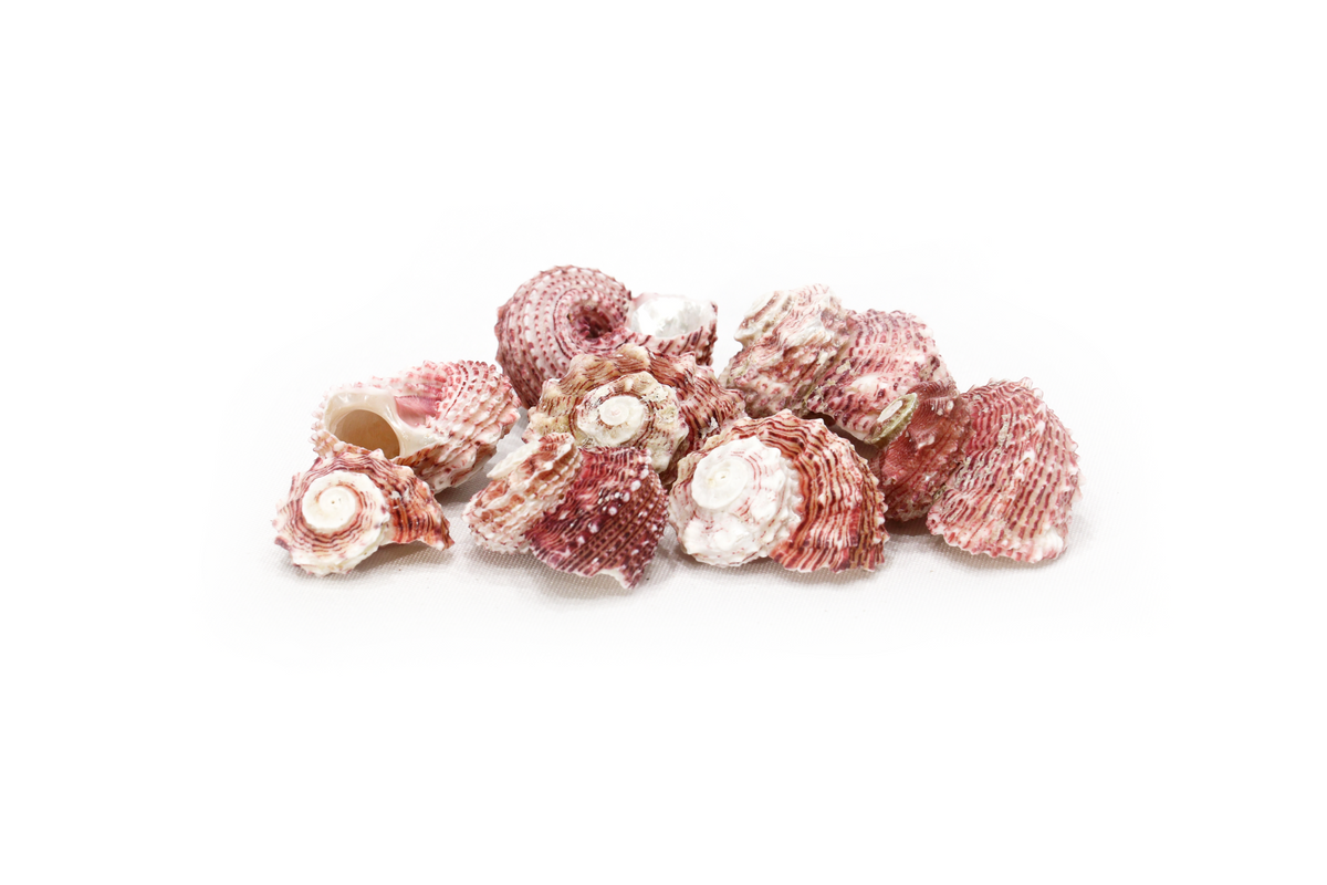 Pink Angaria delphinus Shells - 1 Kg – Peek A Blue