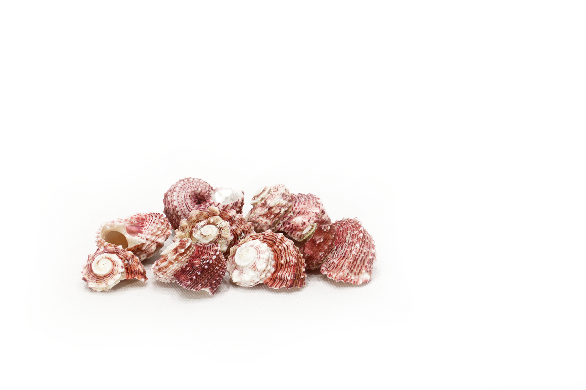 Pink Angaria delphinus Shells - 1 Kg – Peek A Blue