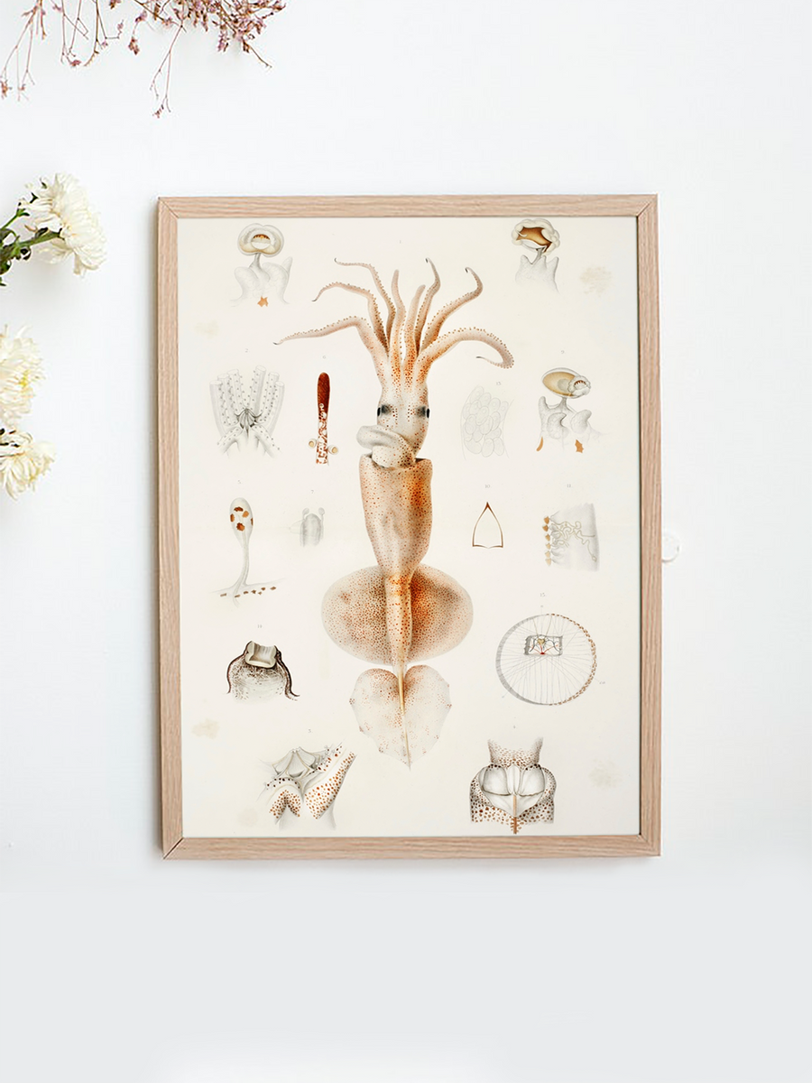 Vintage Wall Art - Grimaldi Scaled Squid Scientific Illustration – Peek ...