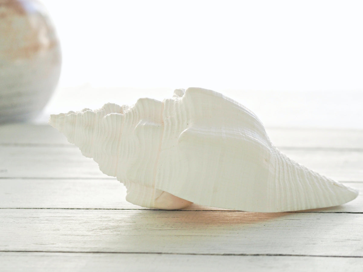 White Turbinella Conch Seashell – Peek A Blue