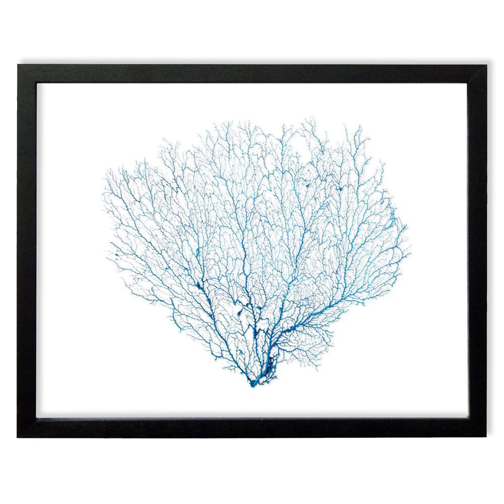 Framed Blue Sea Fan - Black Frame – Peek A Blue