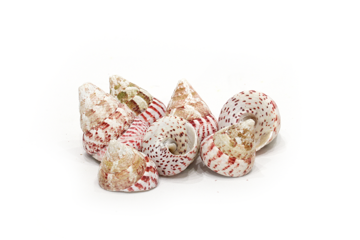 Polished Strawberry Trochus Cone Shell – Peek A Blue