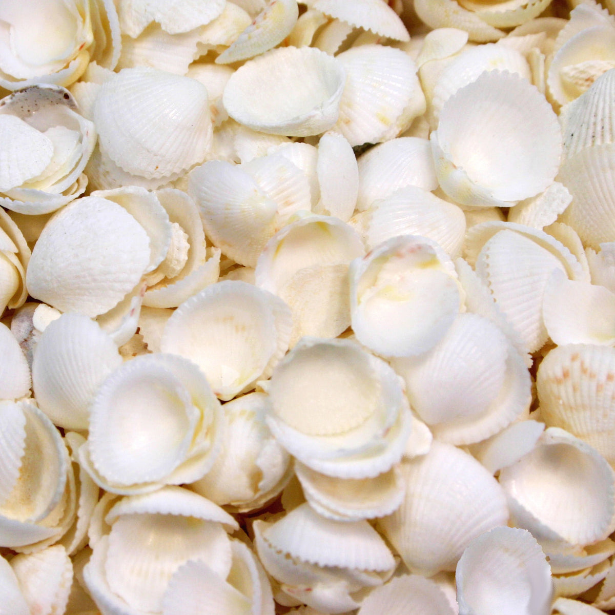 Tiny White Cap Cockle Shells - 1 Kg – Peek A Blue