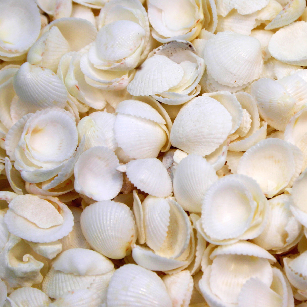 Tiny White Cap Cockle Shells - 1 Kg – Peek A Blue