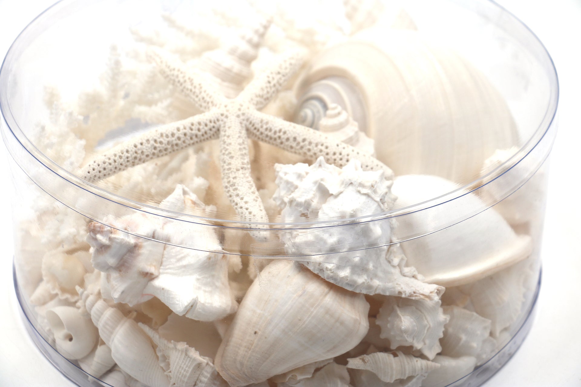 Premium Seashell Pack - White Whisper – Peek A Blue